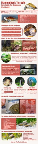 Diamondback Terrapin Care Guide For Beginners [Full Guide] - The Turtle Hub