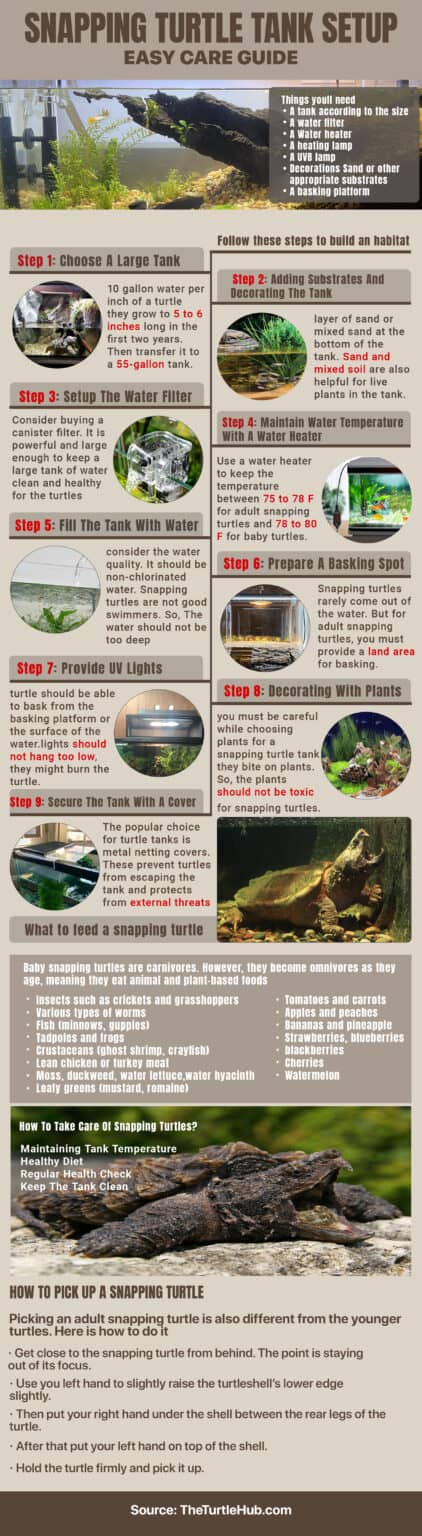 Snapping Turtle Tank Setup & Easy Care Guide! – The Turtle Hub