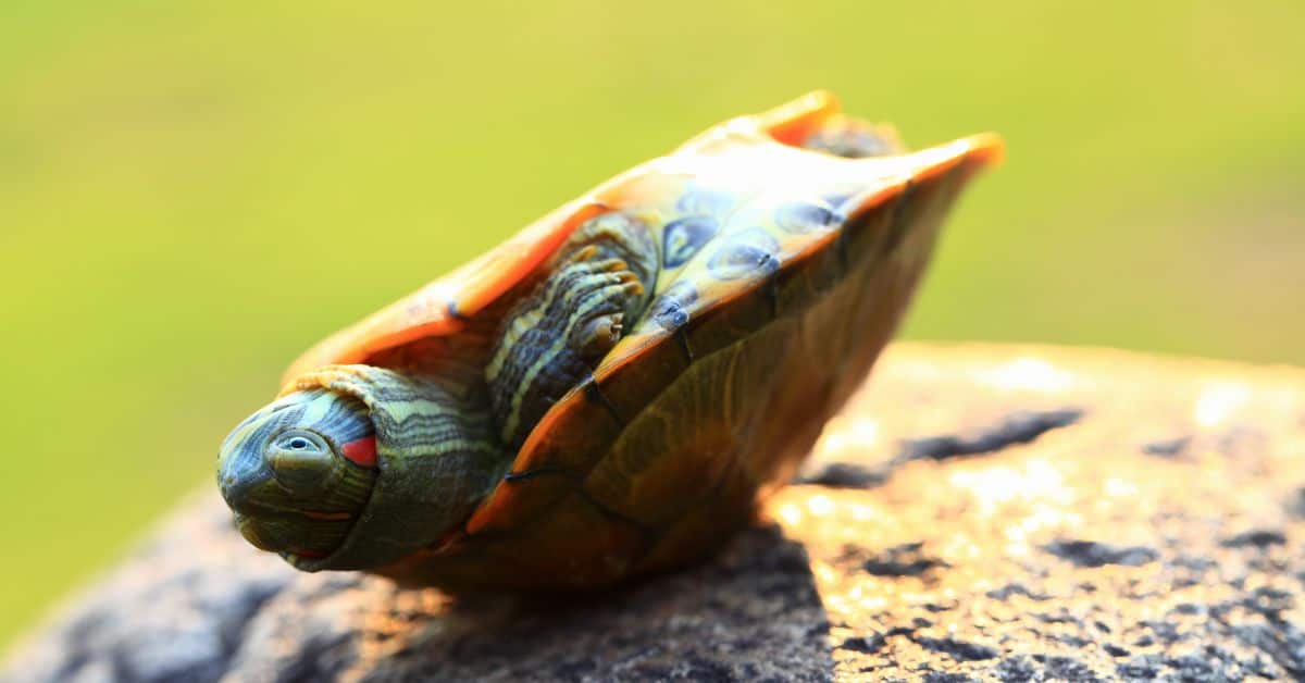 How Do Turtle Shells Grow? – The Turtle Hub