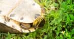 5 Signs Your Turtle Is Happy: Understanding Turtle Emotions – The ...