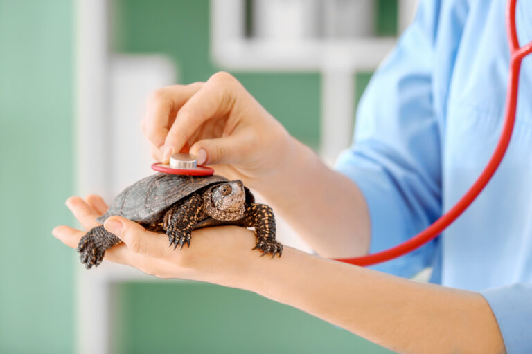 Reptile (Turtle & Tortoise) Vet Directory: All 50 States - The Turtle Hub