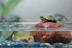 10 Creative Enrichment Ideas for Your Pet Turtle: Keeping Them Active ...