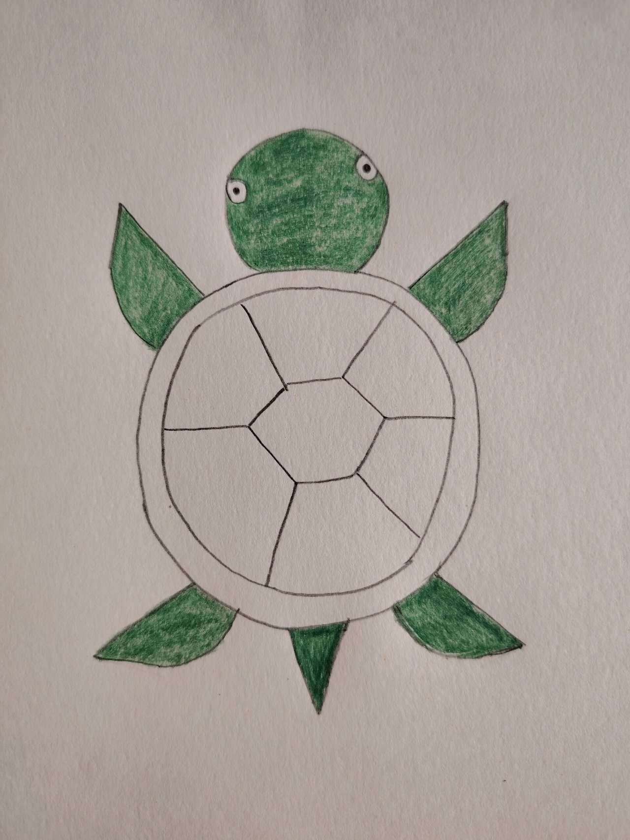 Turtle Drawing & Coloring Guide For kids [Step by Step] – The Turtle Hub