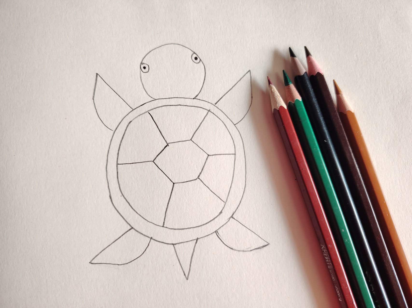 Turtle Drawing & Coloring Guide For kids [Step by Step] – The Turtle Hub