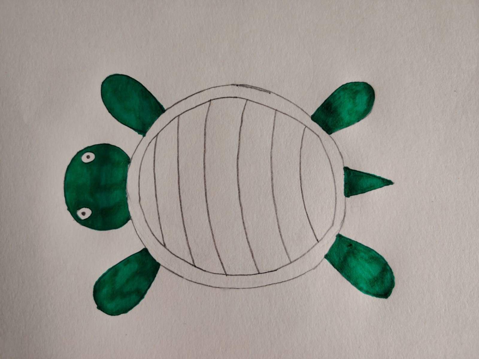 Turtle Drawing & Coloring Guide For kids [Step by Step] – The Turtle Hub