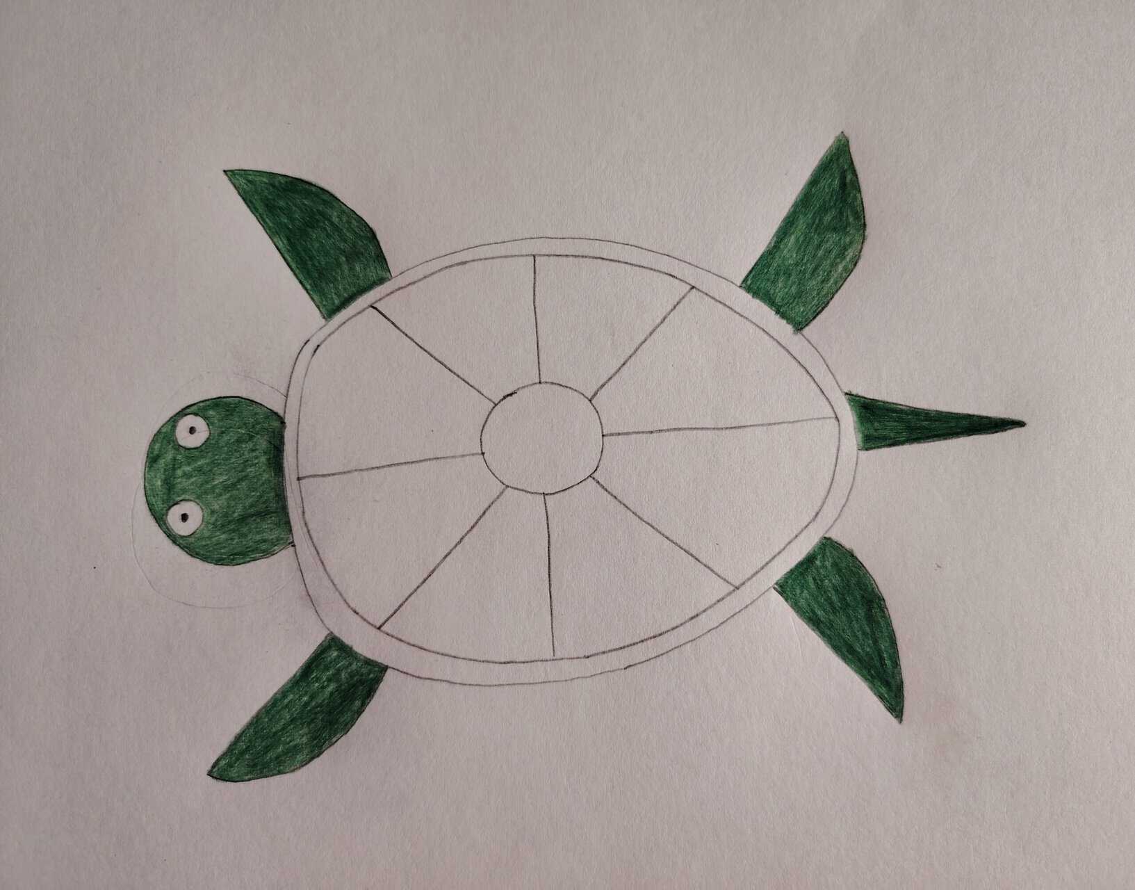 Turtle Drawing & Coloring Guide For kids [Step by Step] – The Turtle Hub