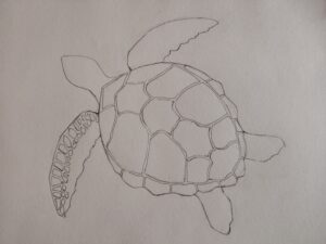 2 Realistic Sea Turtle Drawing & Sketching Ideas [For Artists] – The ...