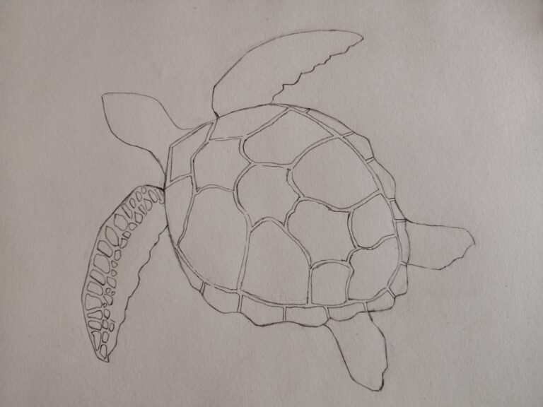 2 Realistic Sea Turtle Drawing & Sketching Ideas [For Artists] – The ...