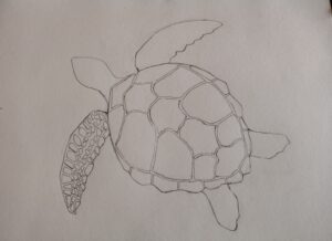 2 Realistic Sea Turtle Drawing & Sketching Ideas [For Artists] – The ...