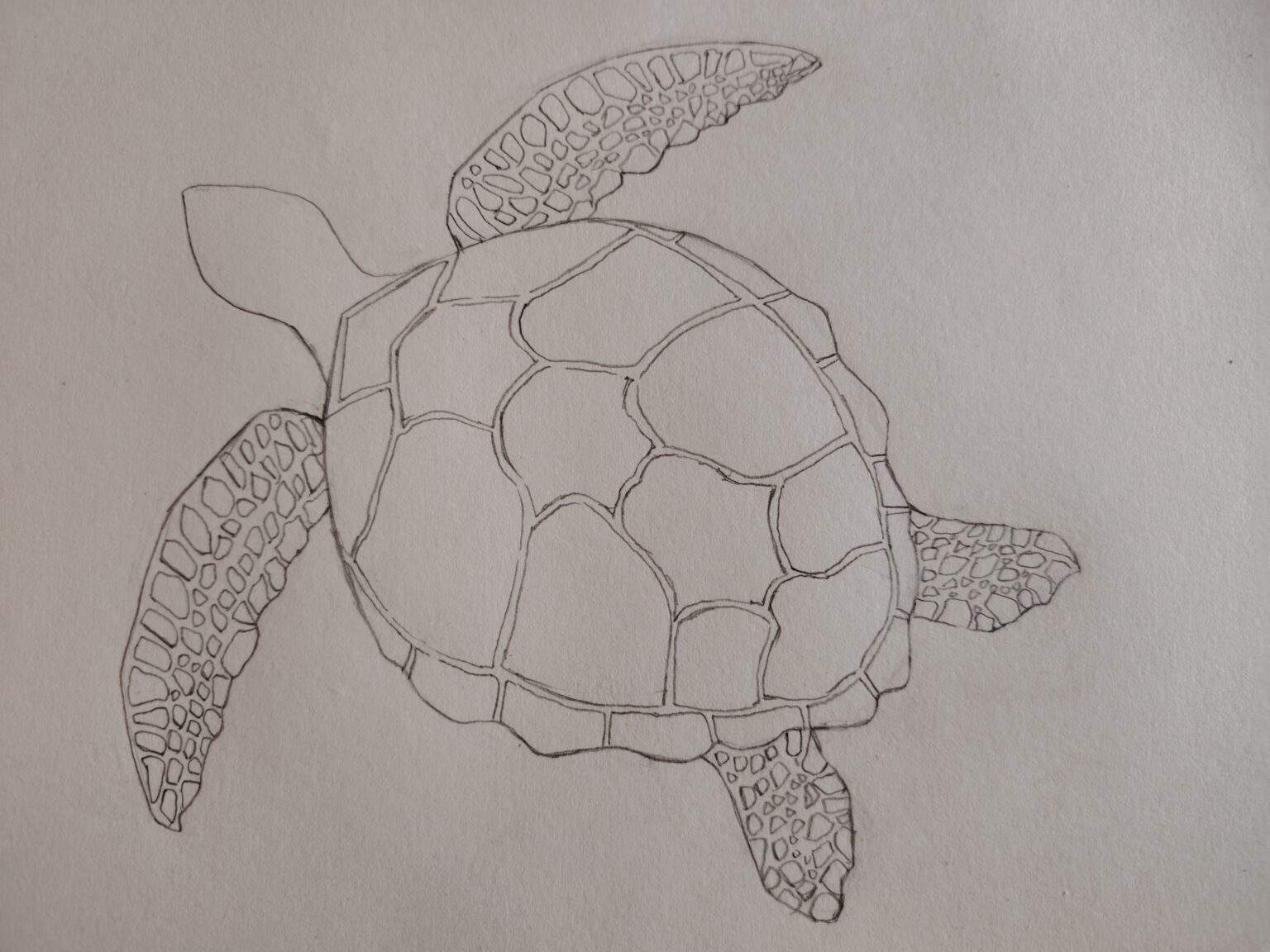 2 Realistic Sea Turtle Drawing & Sketching Ideas [For Artists] – The ...
