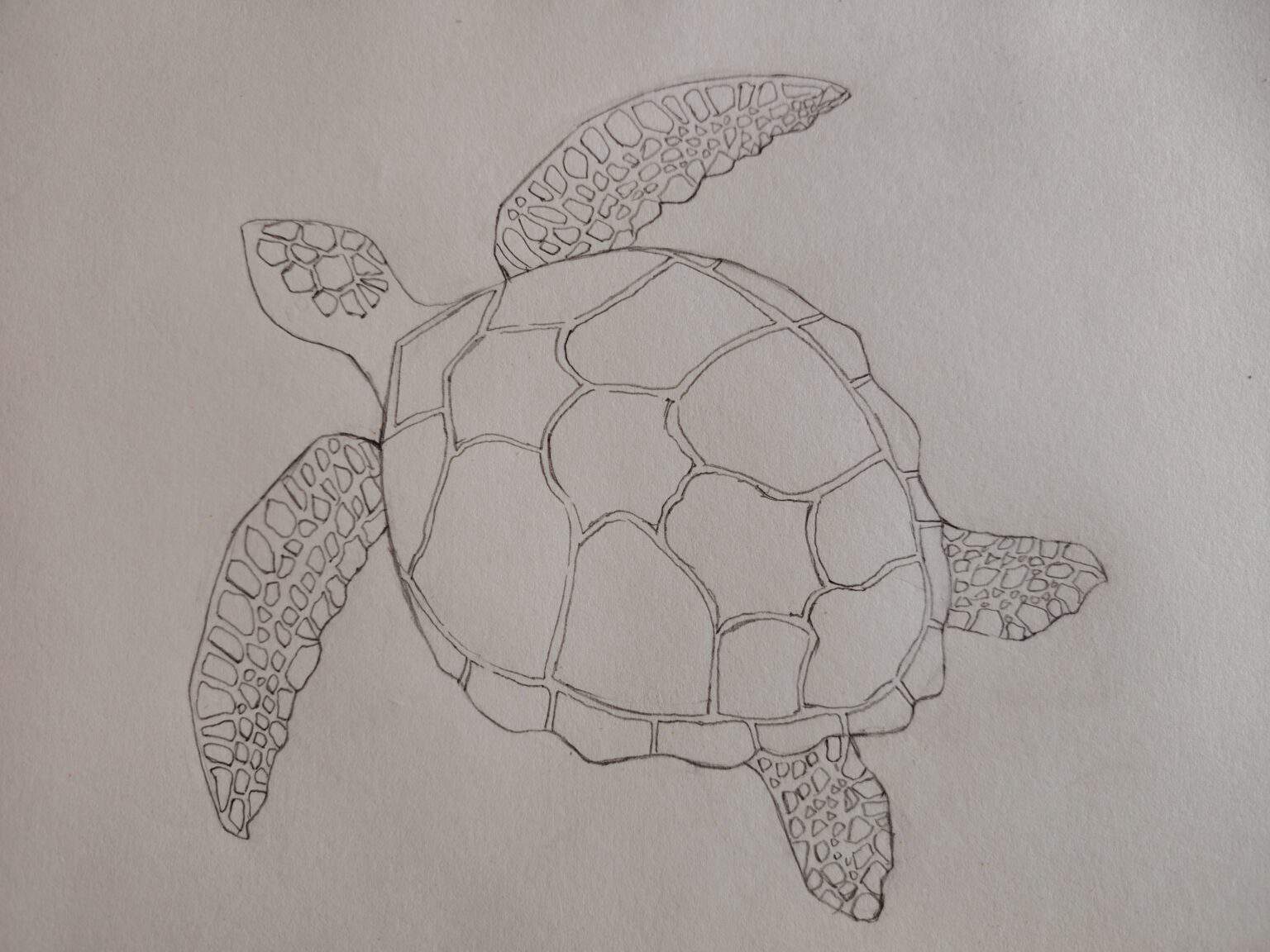 2 Realistic Sea Turtle Drawing & Sketching Ideas [For Artists] – The ...