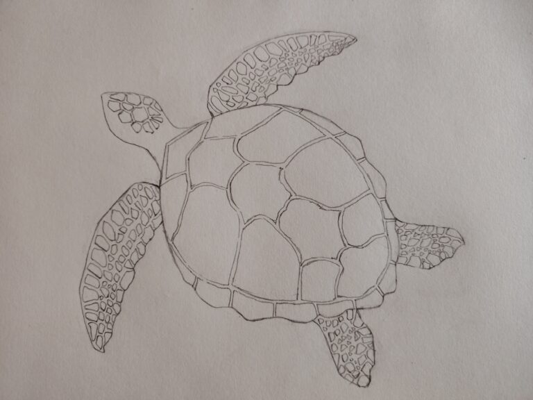 2 Realistic Sea Turtle Drawing & Sketching Ideas [For Artists] – The ...