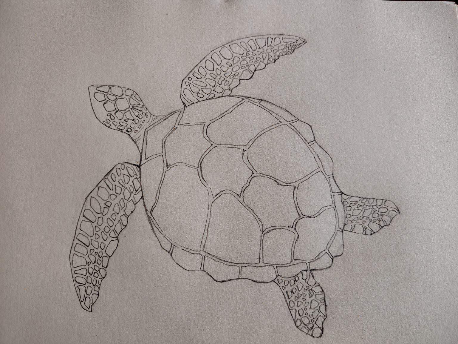 2 Realistic Sea Turtle Drawing & Sketching Ideas [For Artists] – The ...