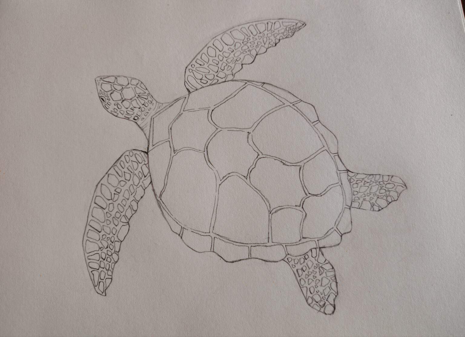 2 Realistic Sea Turtle Drawing & Sketching Ideas [For Artists] – The ...