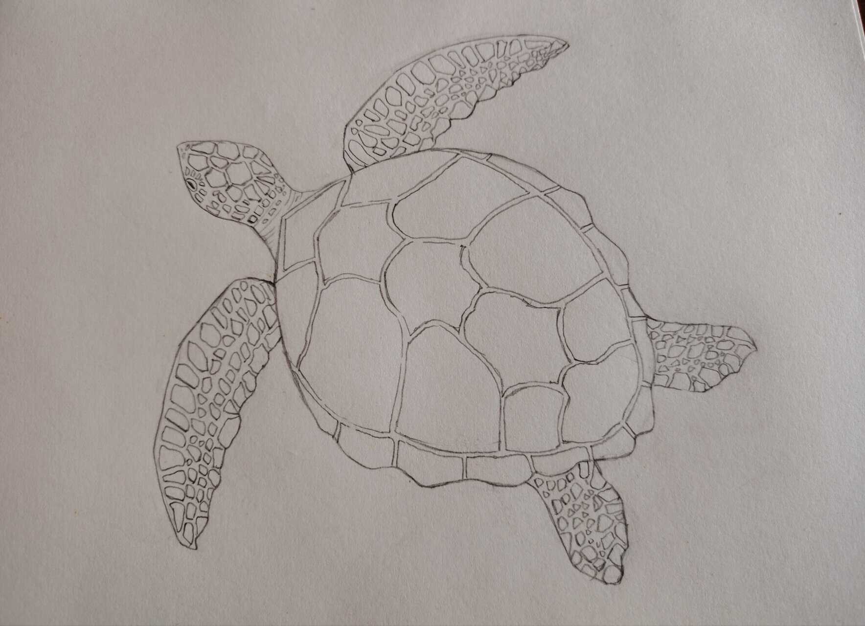 2 Realistic Sea Turtle Drawing & Sketching Ideas [For Artists] – The ...