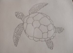 2 Realistic Sea Turtle Drawing & Sketching Ideas [For Artists] – The ...