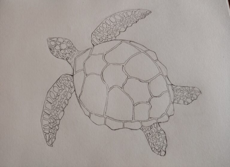 2 Realistic Sea Turtle Drawing & Sketching Ideas [For Artists] – The ...