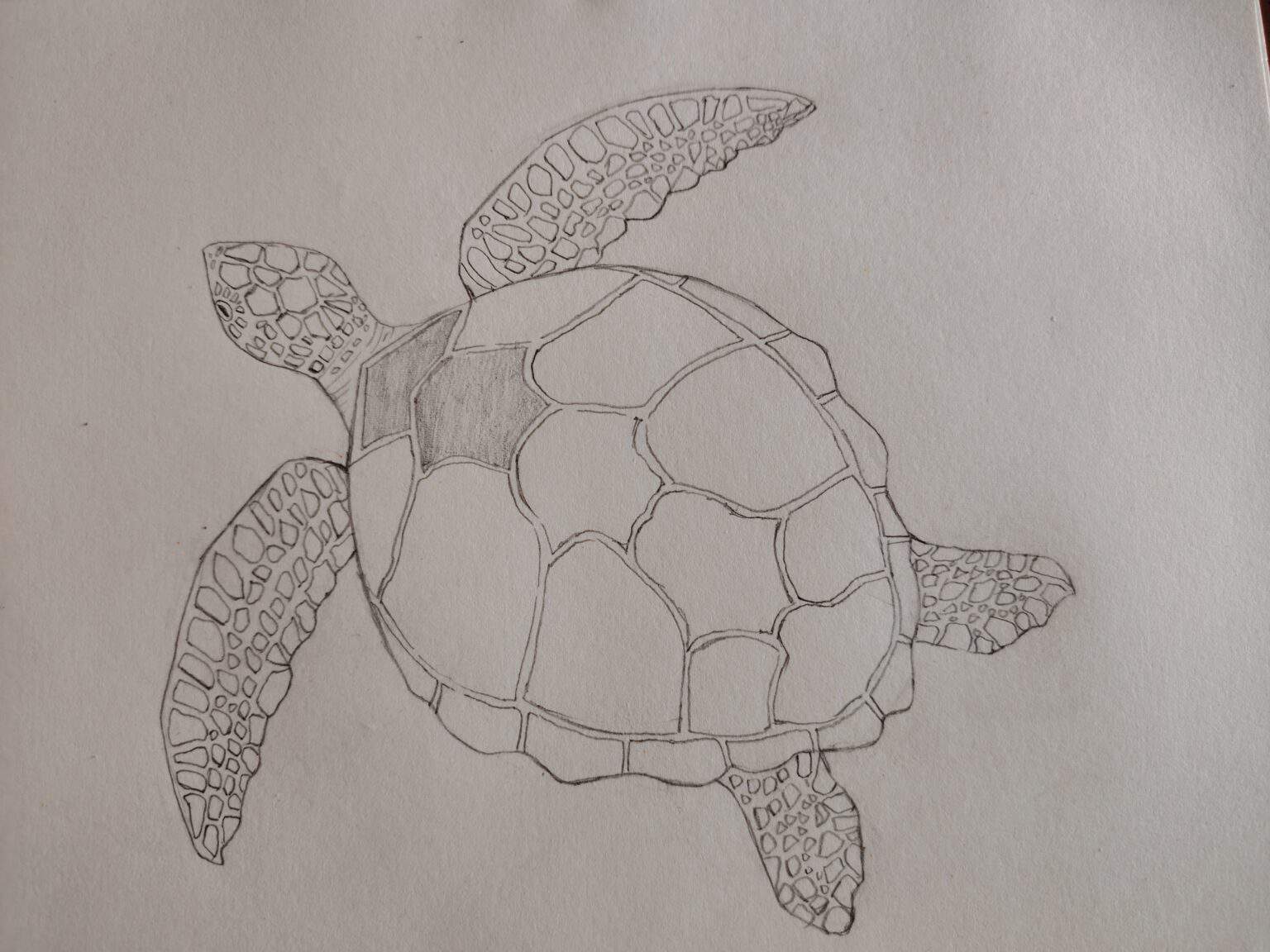2 Realistic Sea Turtle Drawing & Sketching Ideas [For Artists] – The ...