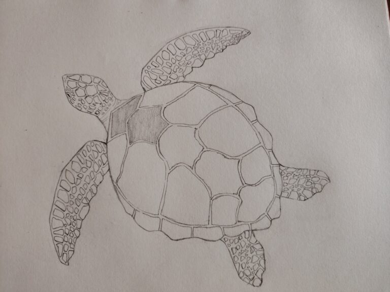 2 Realistic Sea Turtle Drawing & Sketching Ideas [For Artists] – The ...