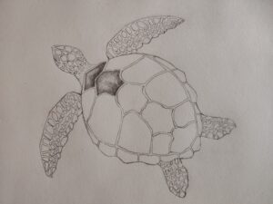 2 Realistic Sea Turtle Drawing & Sketching Ideas [For Artists] – The ...