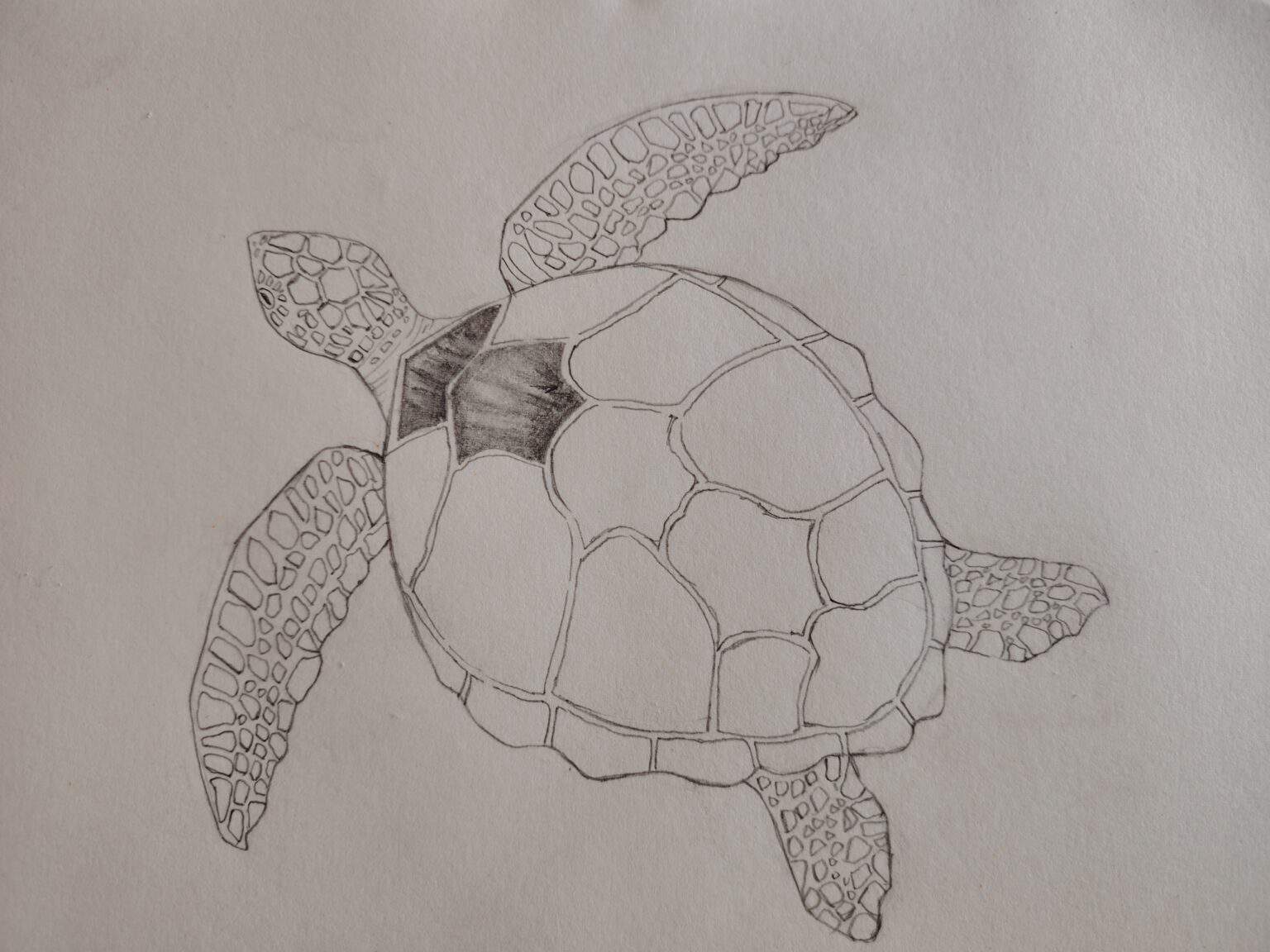 2 Realistic Sea Turtle Drawing & Sketching Ideas [For Artists] – The ...