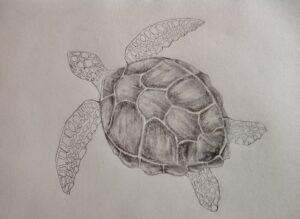 2 Realistic Sea Turtle Drawing & Sketching Ideas [For Artists] – The ...