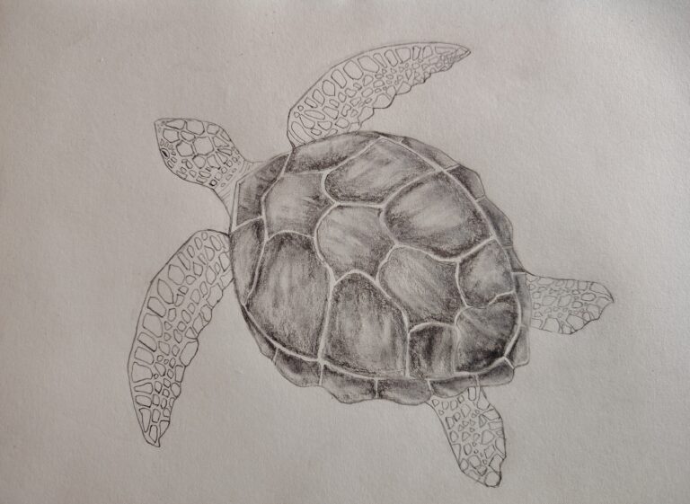 2 Realistic Sea Turtle Drawing & Sketching Ideas [For Artists] – The ...