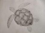 2 Realistic Sea Turtle Drawing & Sketching Ideas [For Artists] – The ...