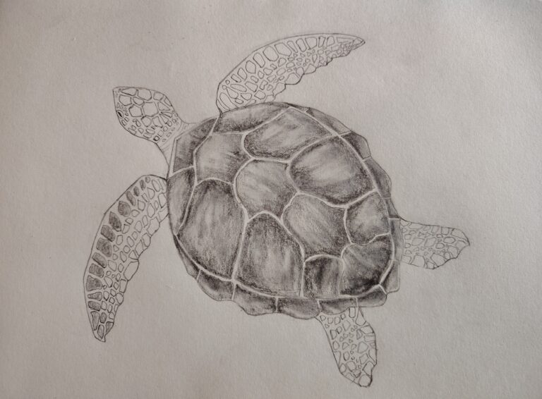 2 Realistic Sea Turtle Drawing & Sketching Ideas [For Artists] – The ...