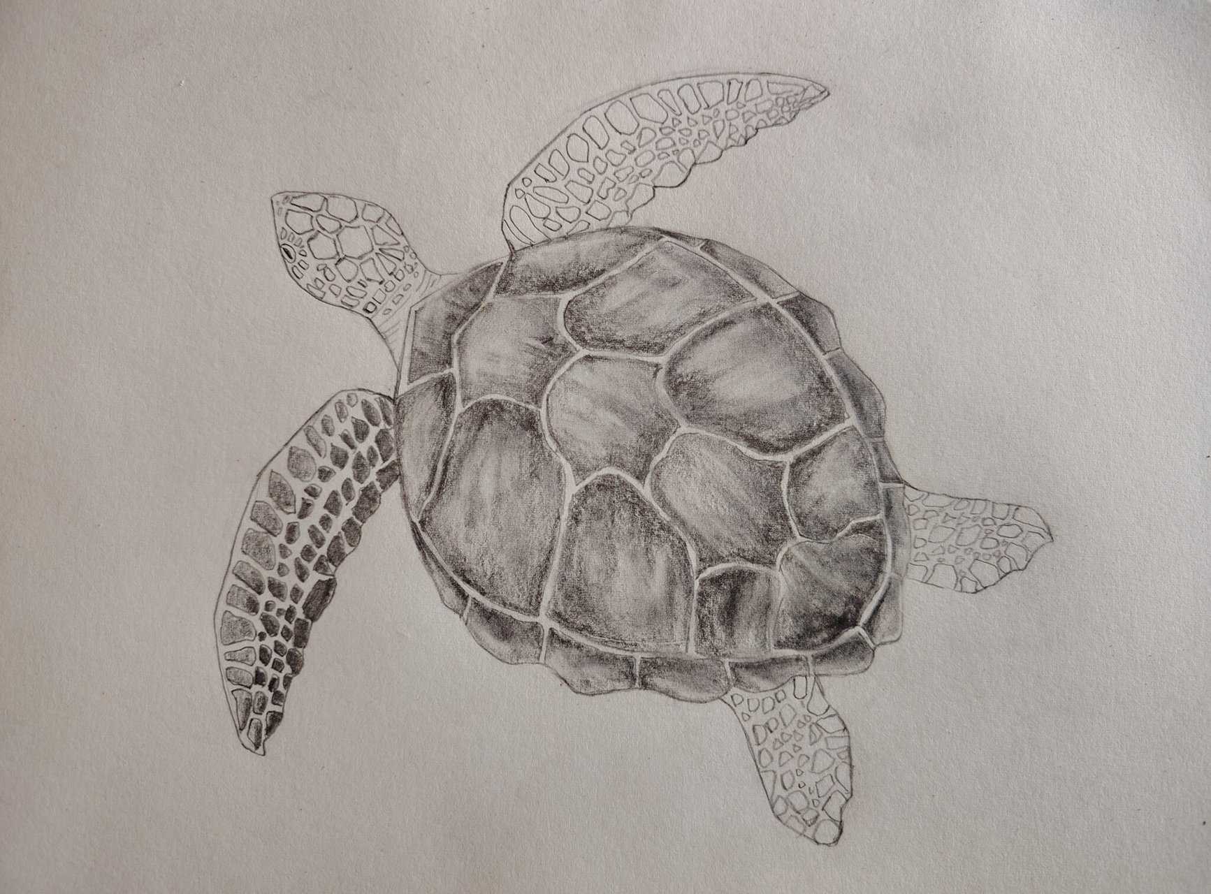 2 Realistic Sea Turtle Drawing Sketching Ideas For Artists The
