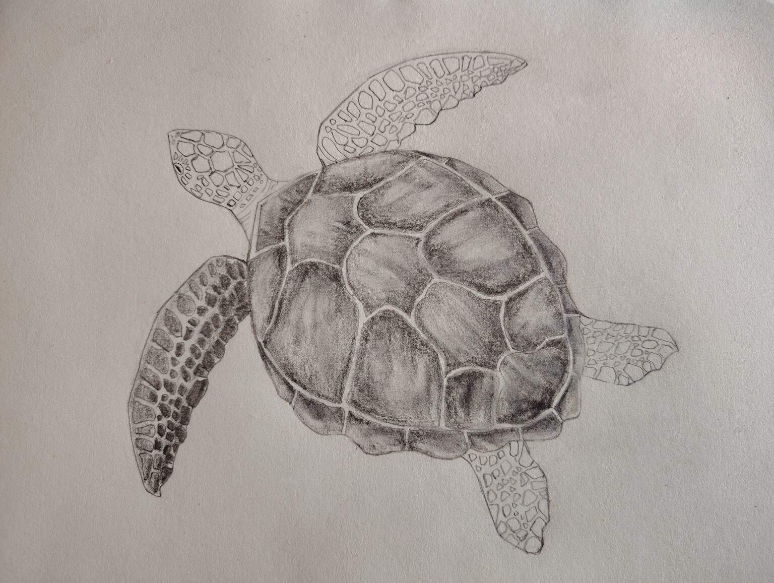 2 Realistic Sea Turtle Drawing & Sketching Ideas [For Artists] – The ...
