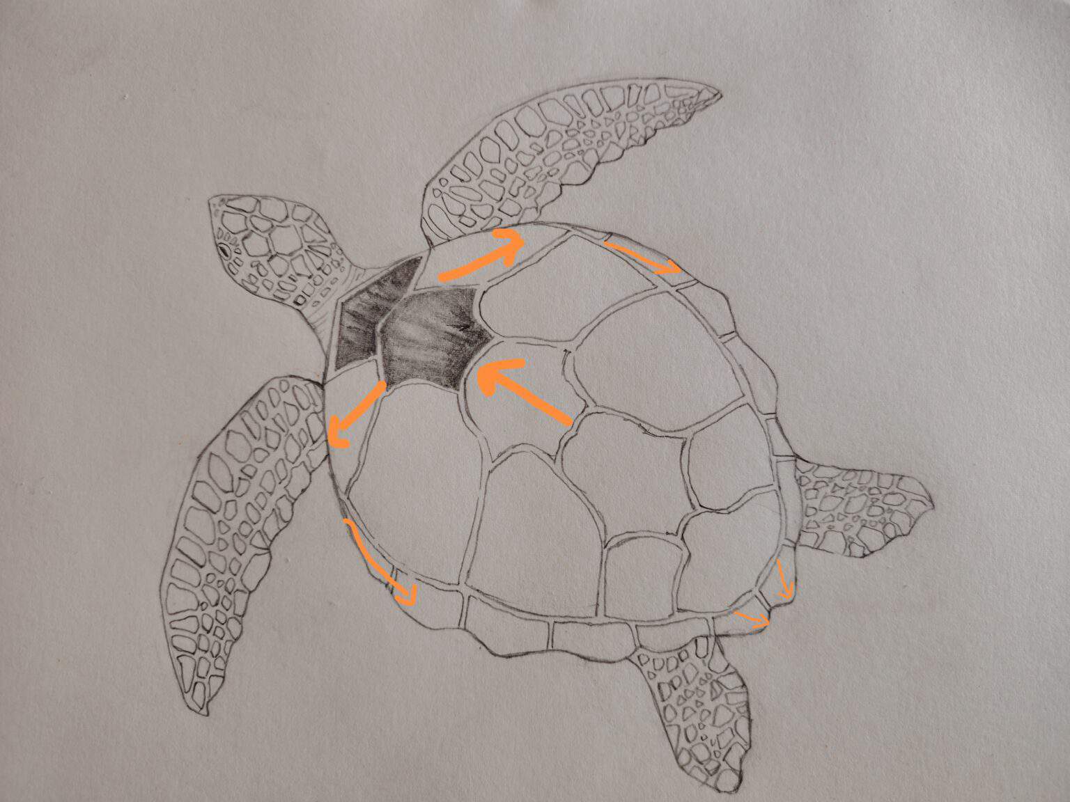 2 Realistic Sea Turtle Drawing & Sketching Ideas [For Artists] – The ...