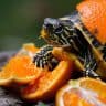 Can Turtles Eat Fruit? [Safe Fruit List] – The Turtle Hub