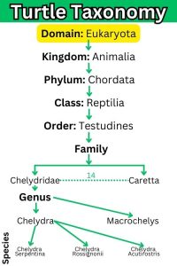 Turtle Taxonomy Explained In Layman’s Terms – The Turtle Hub