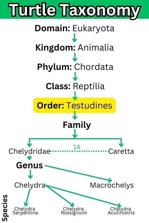 Turtle Taxonomy Explained In Layman’s Terms – The Turtle Hub