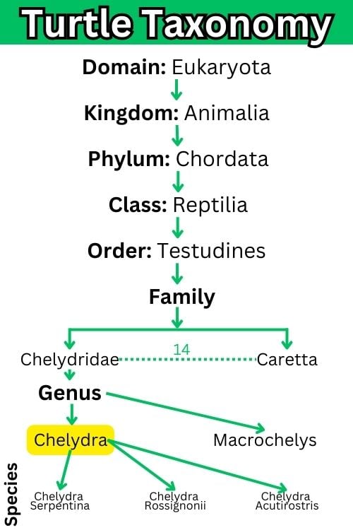 Turtle Taxonomy Explained In Layman’s Terms – The Turtle Hub