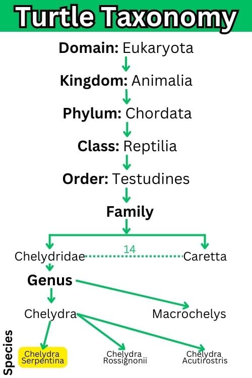 Turtle Taxonomy Explained In Layman’s Terms – The Turtle Hub