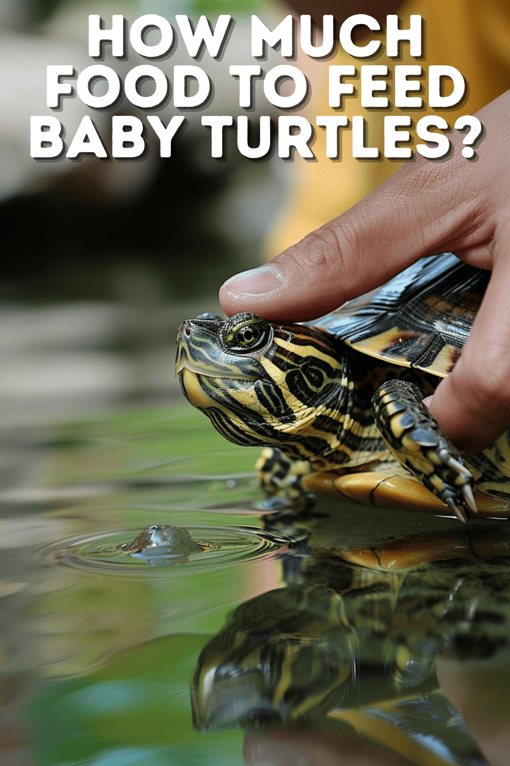 How Much Food To Feed Baby Turtles? – The Turtle Hub