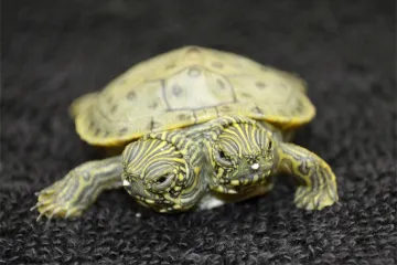 The Fascinating World of Two-Headed Turtles – The Turtle Hub