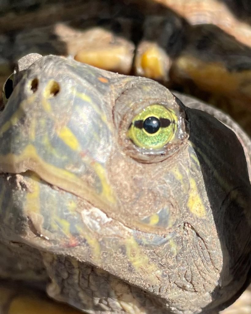Turtle Swollen Eyes? Try These Home Remedies! – The Turtle Hub
