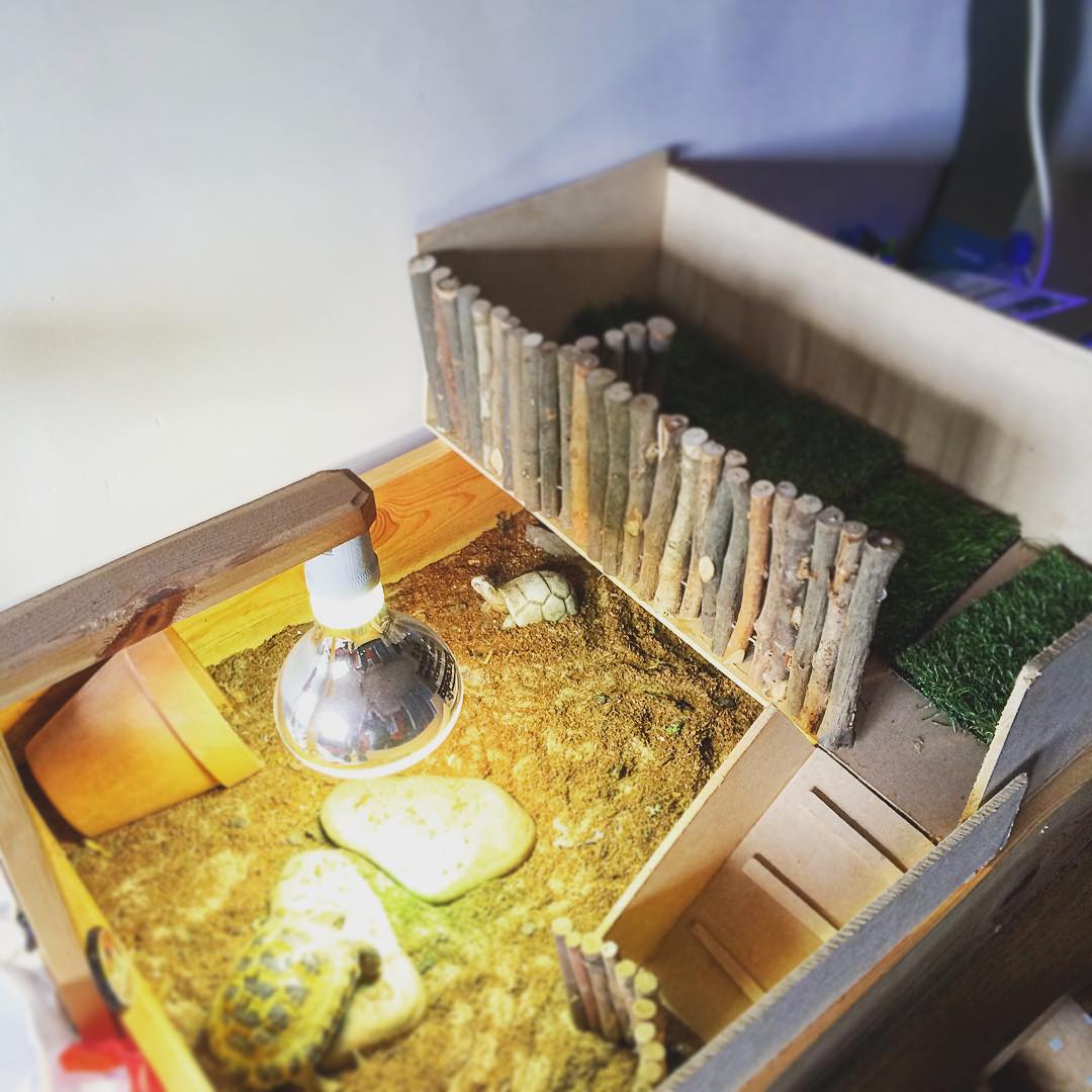 30 DIY Tortoise Enclosure Ideas For A Natural Haven – The Turtle Hub