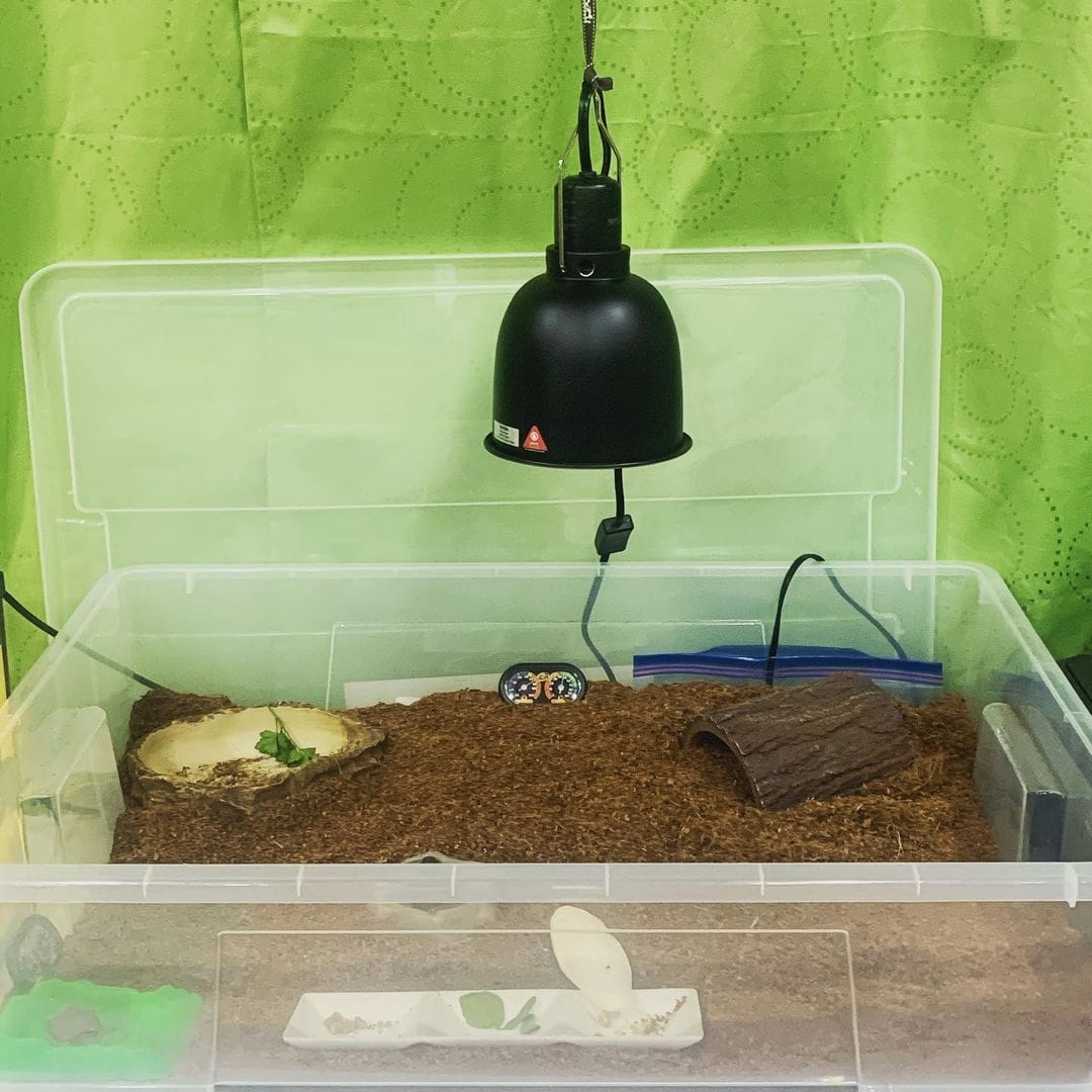 25 DIY Box Turtle Habitat Ideas & Inspirations For Beginners - The ...