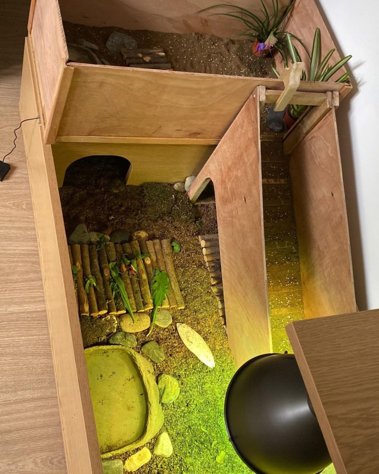 30 DIY Tortoise Enclosure Ideas For A Natural Haven – The Turtle Hub