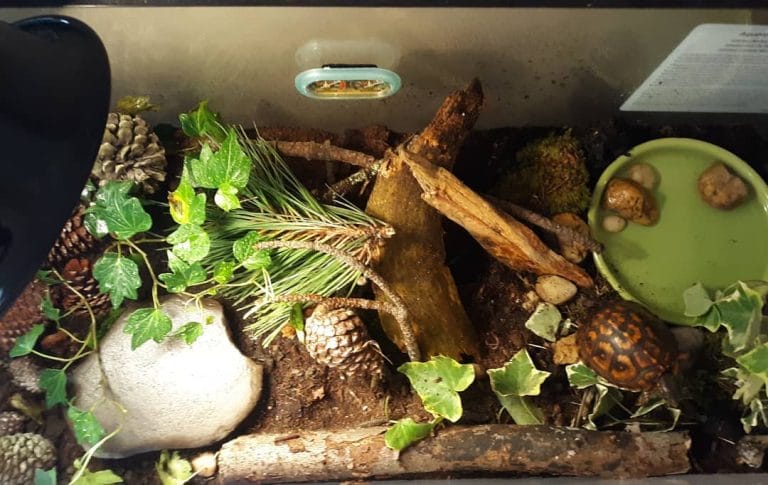 25 DIY Box Turtle Habitat Ideas & Inspirations For Beginners - The ...