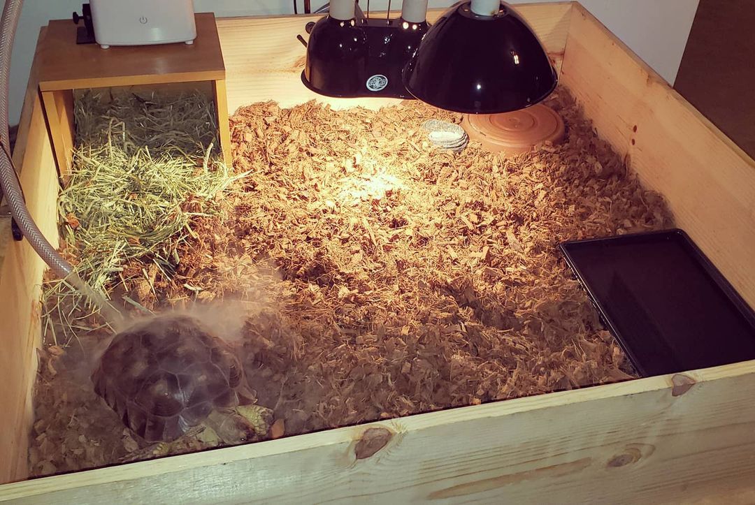 30 DIY Tortoise Enclosure Ideas For A Natural Haven – The Turtle Hub