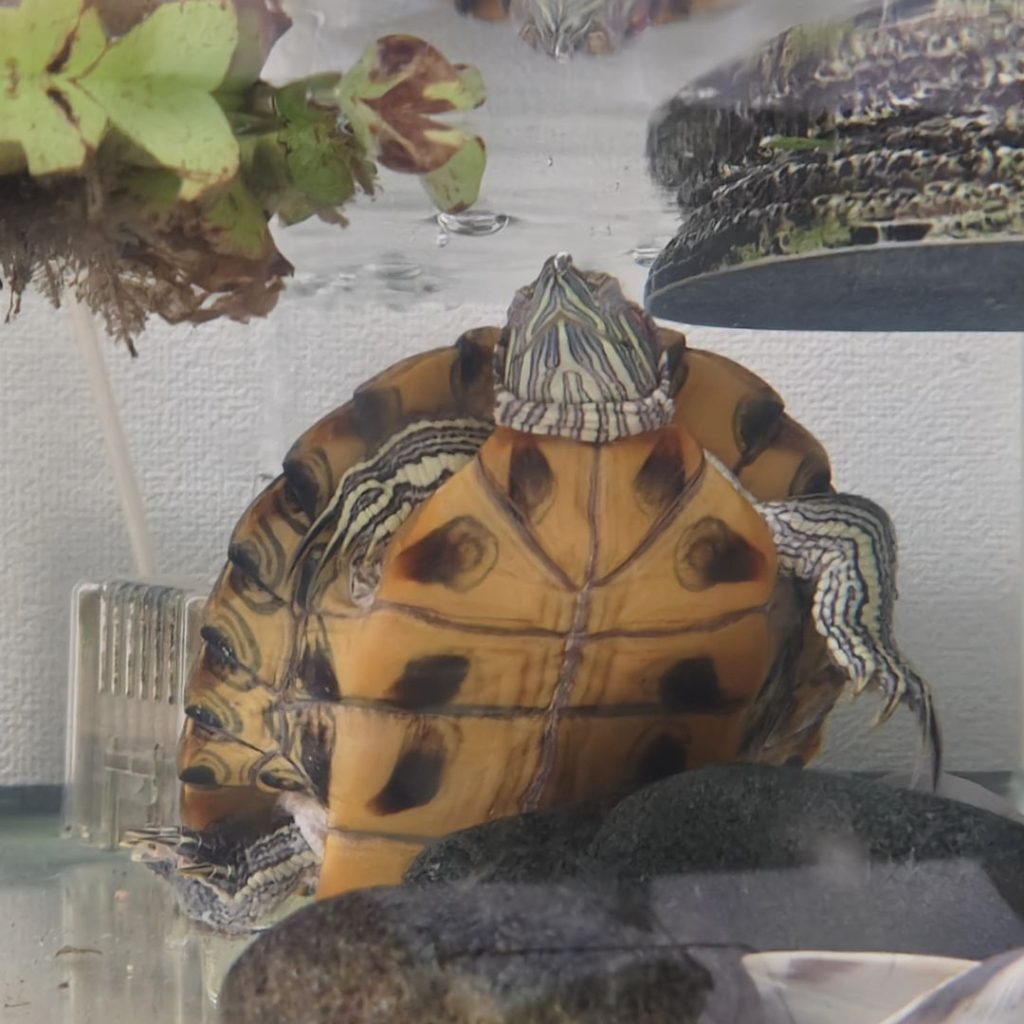 Turtle Swollen Eyes? Try These Home Remedies! – The Turtle Hub