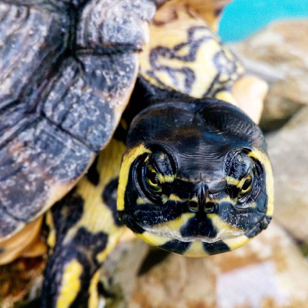 Turtle Swollen Eyes? Try These Home Remedies! – The Turtle Hub