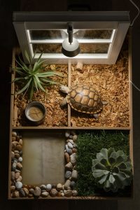 30 DIY Tortoise Enclosure Ideas For A Natural Haven – The Turtle Hub