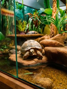 30 DIY Tortoise Enclosure Ideas For A Natural Haven – The Turtle Hub