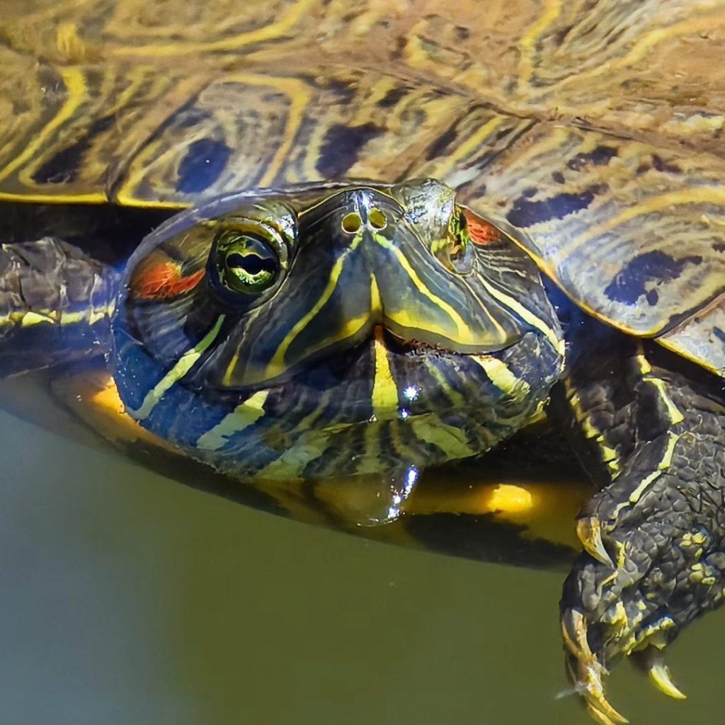 Turtle Swollen Eyes? Try These Home Remedies! – The Turtle Hub